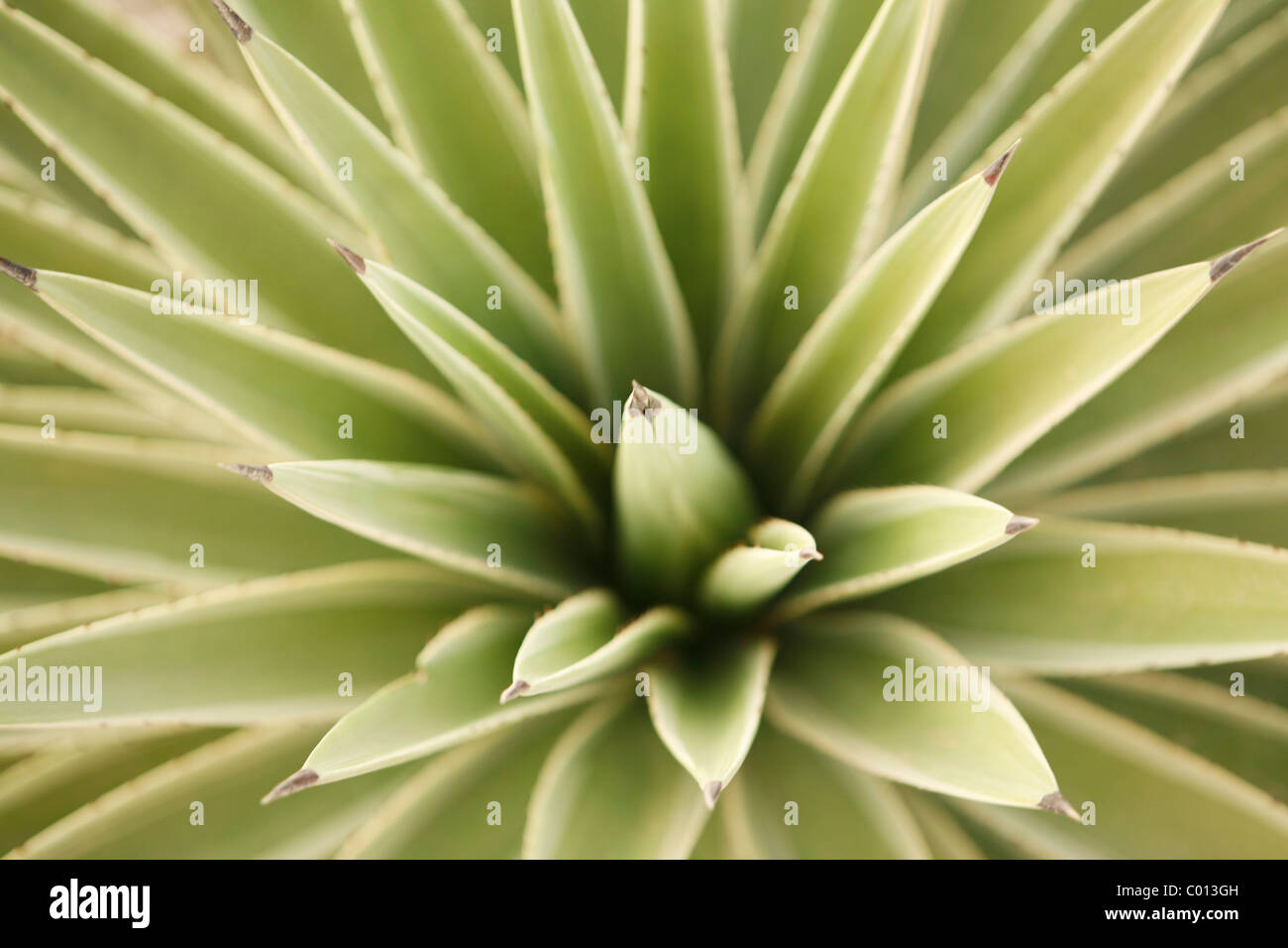 Agave agaves detail hi-res stock photography and images - Alamy