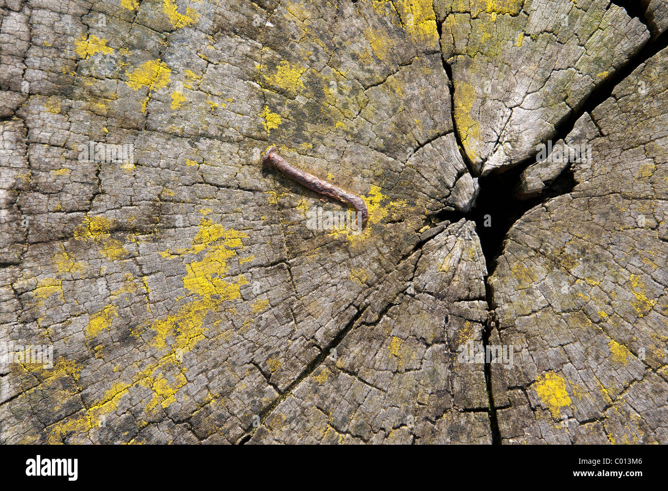 wooden tree texture, abstract, with weathered crack and rusty old nail ...