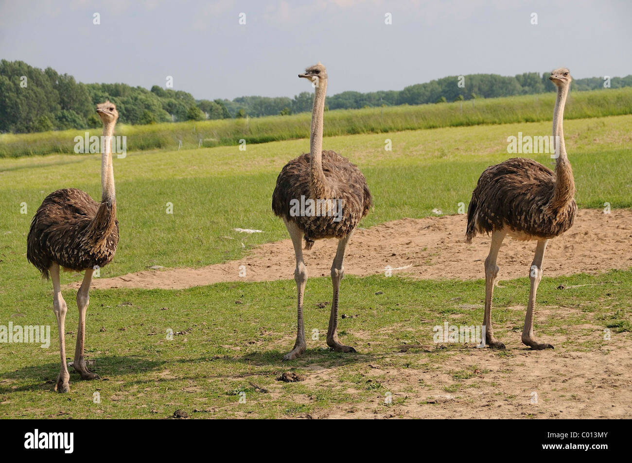 African ostriches (Struthio camelus), ostrich farm, Thalheim, Oschatz ...