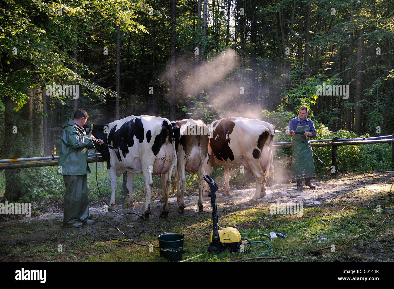 Cleaning cows with high-pressure cleaners in the early morning before a ...