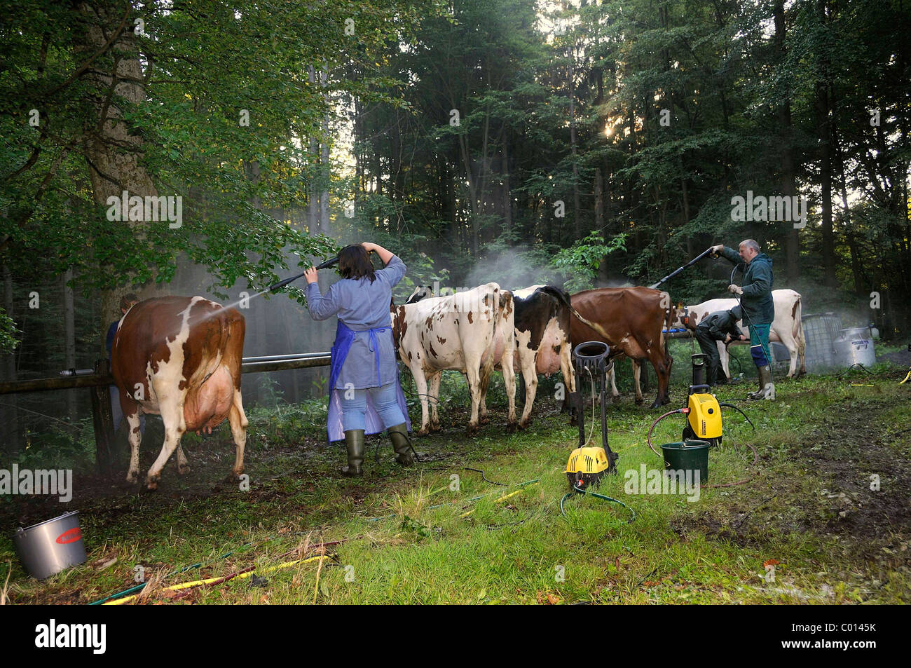 Cleaning cows with high-pressure cleaners in the early morning before a ...