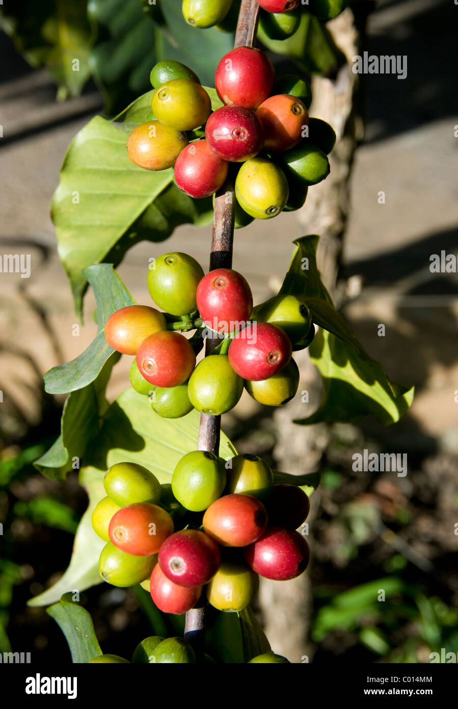 Guatemala. Coffee fruit Stock Photo - Alamy