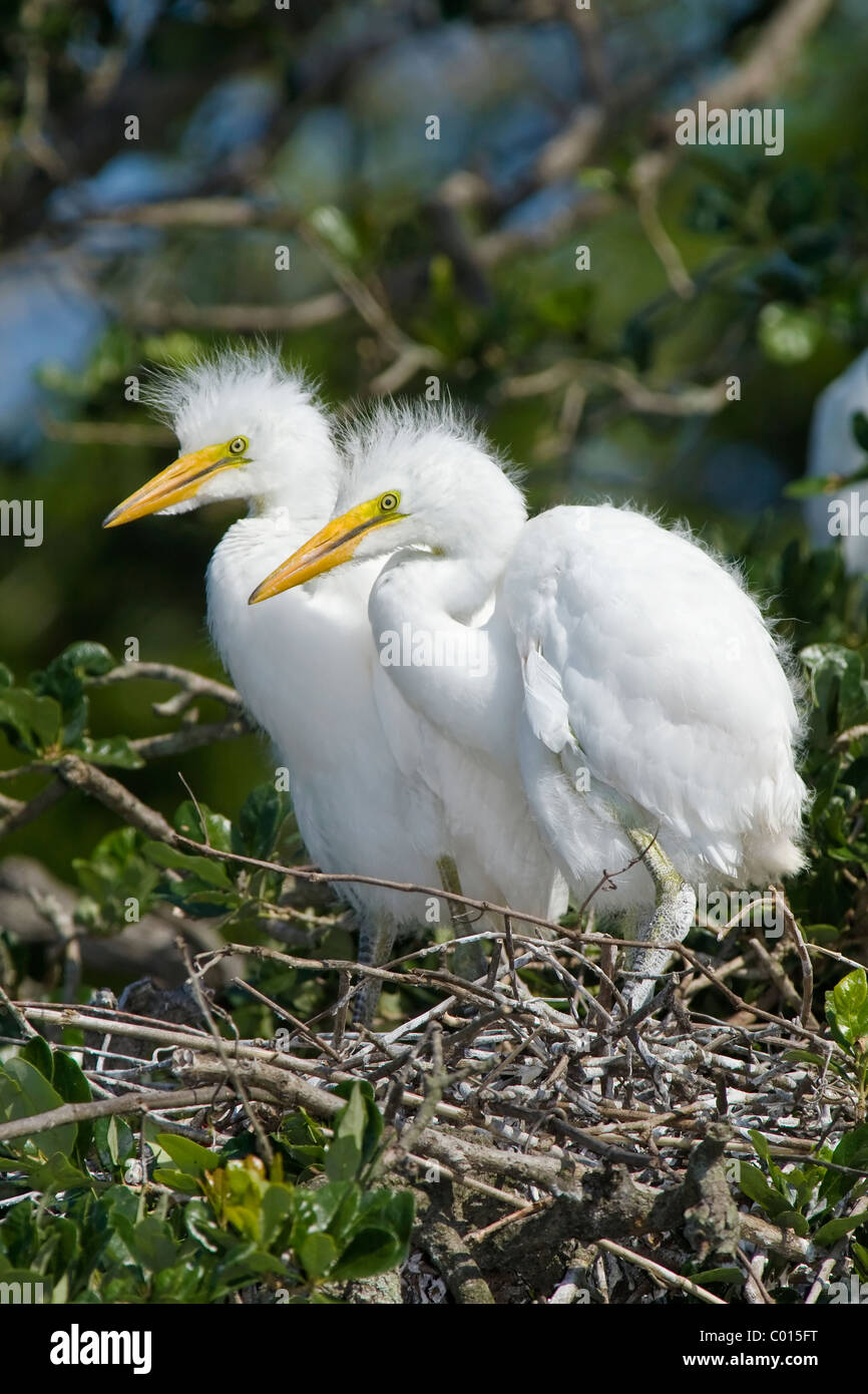 2 Great Egret chicks on the nest Stock Photo - Alamy