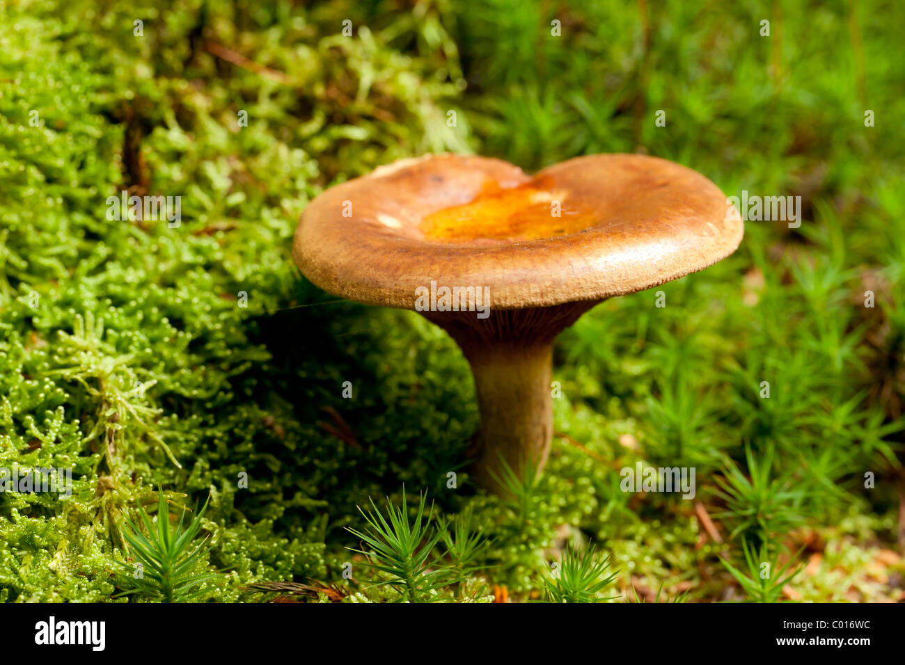 Brown roll-rim mushroom (Paxillus involutus Stock Photo - Alamy