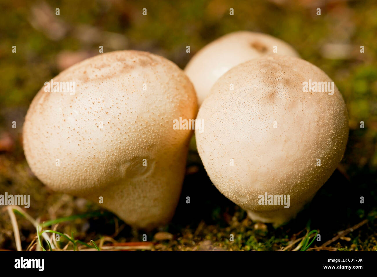 Mosaic puffball mushrooms (Handkea utriformis Stock Photo - Alamy