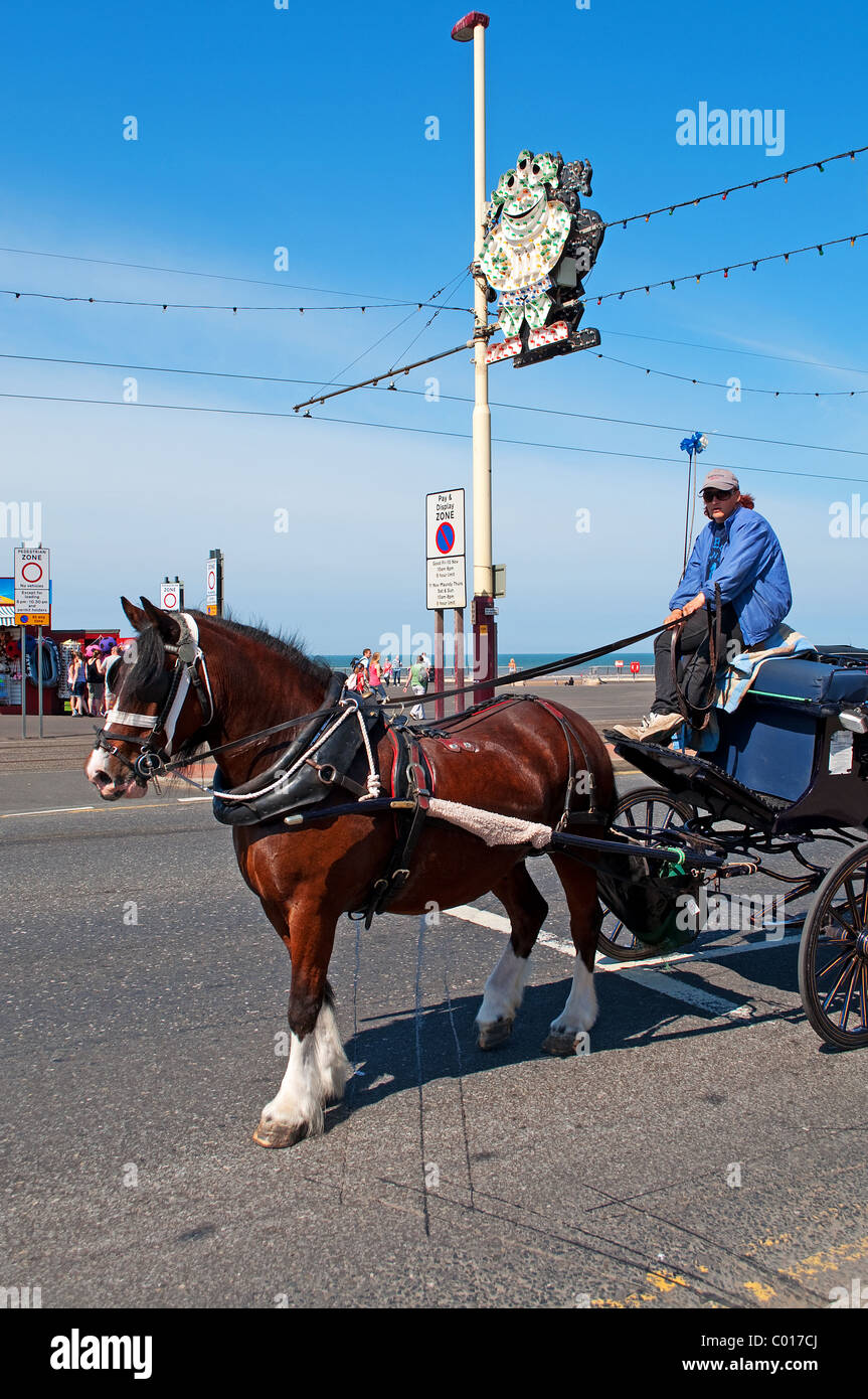 Cart horse england hi-res stock photography and images - Alamy