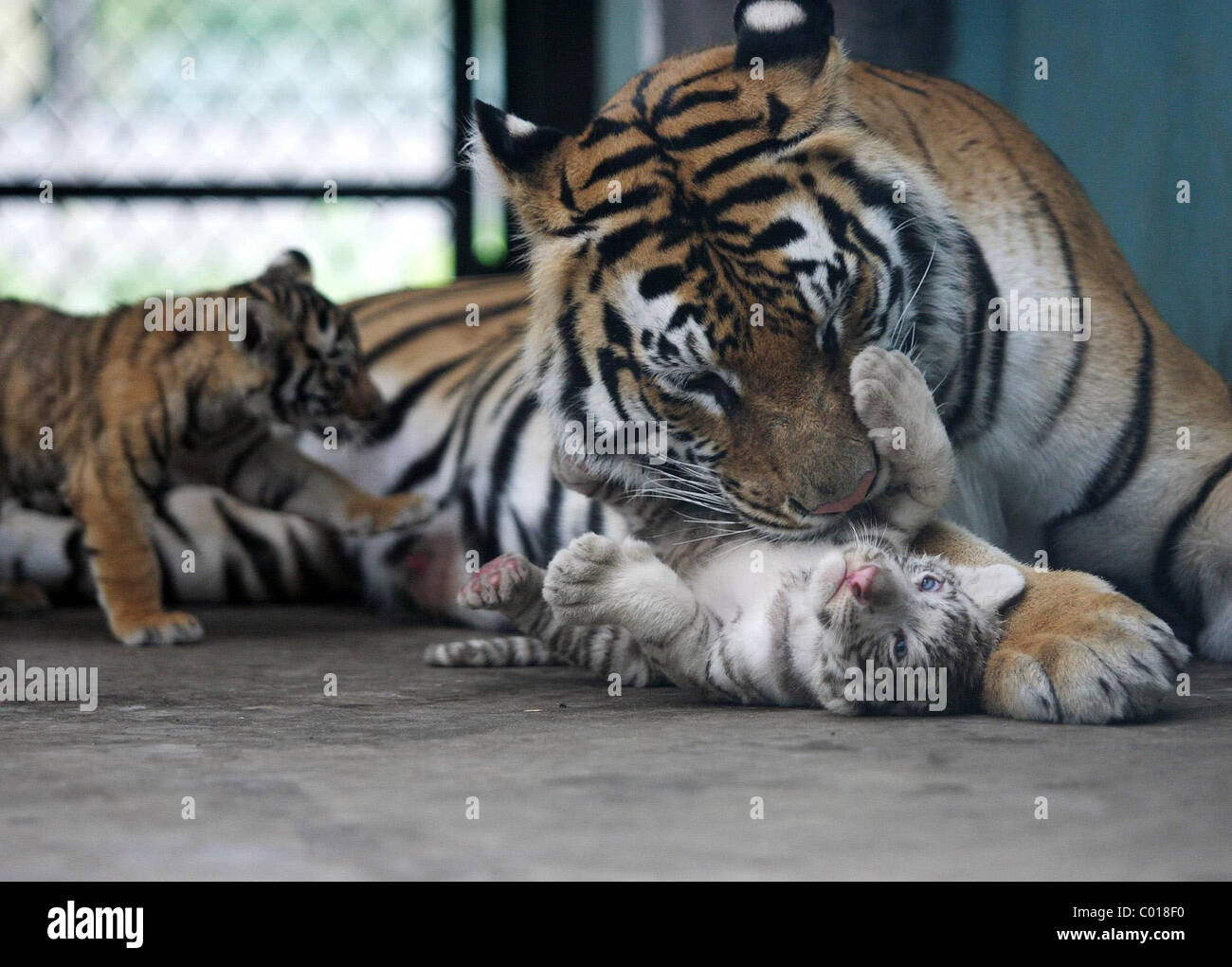DOUBLE TROUBLE Furry felines Jinliang and Yinshuai aren't any ordinary ...
