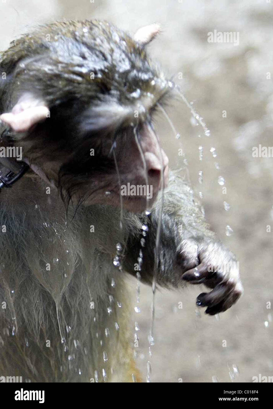 * ANIMALS COOL DOWN IN HEATWAVE Animals, struggling with the intense ...