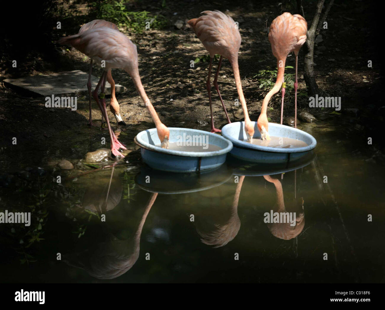 * ANIMALS COOL DOWN IN HEATWAVE Animals, struggling with the intense ...