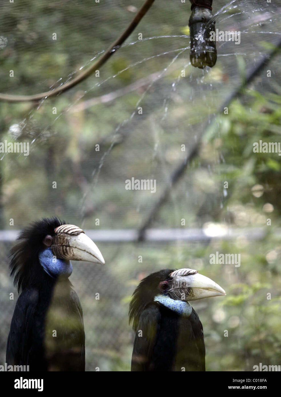 * ANIMALS COOL DOWN IN HEATWAVE Animals, struggling with the intense ...