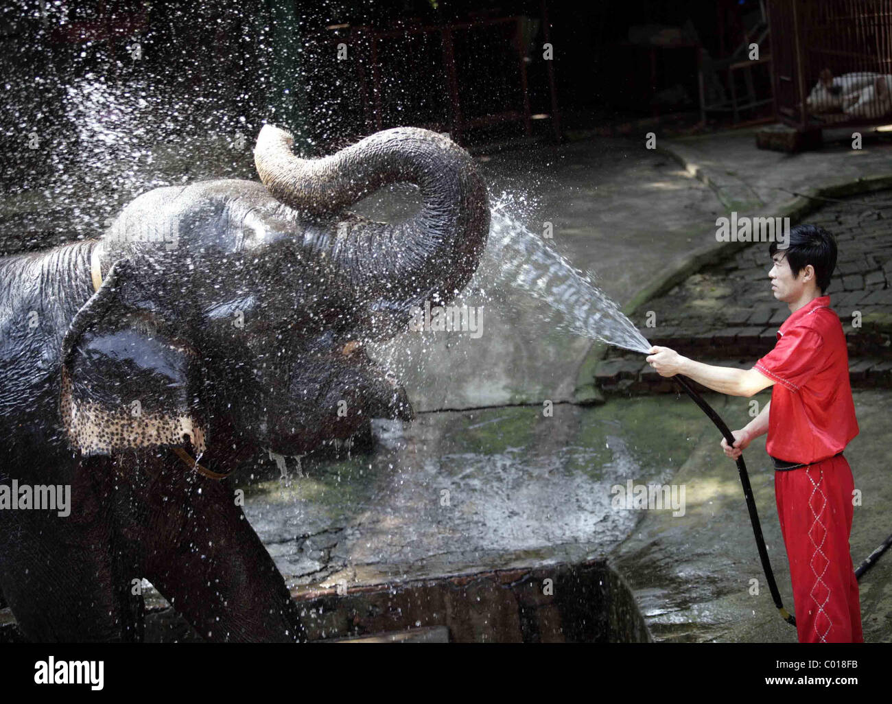 * ANIMALS COOL DOWN IN HEATWAVE Animals, struggling with the intense ...