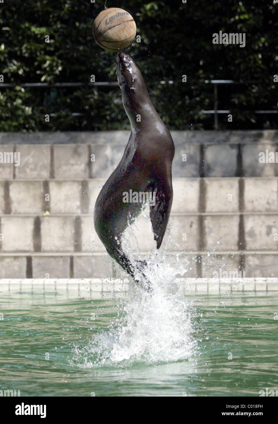 * ANIMALS COOL DOWN IN HEATWAVE Animals, struggling with the intense ...