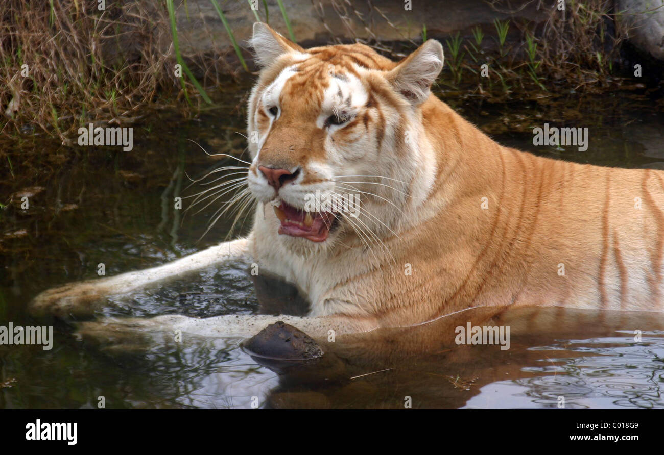 * MONKEYS SIZZLE IN CHINESE HEATWAVE A monkey beats the heat in China's ...