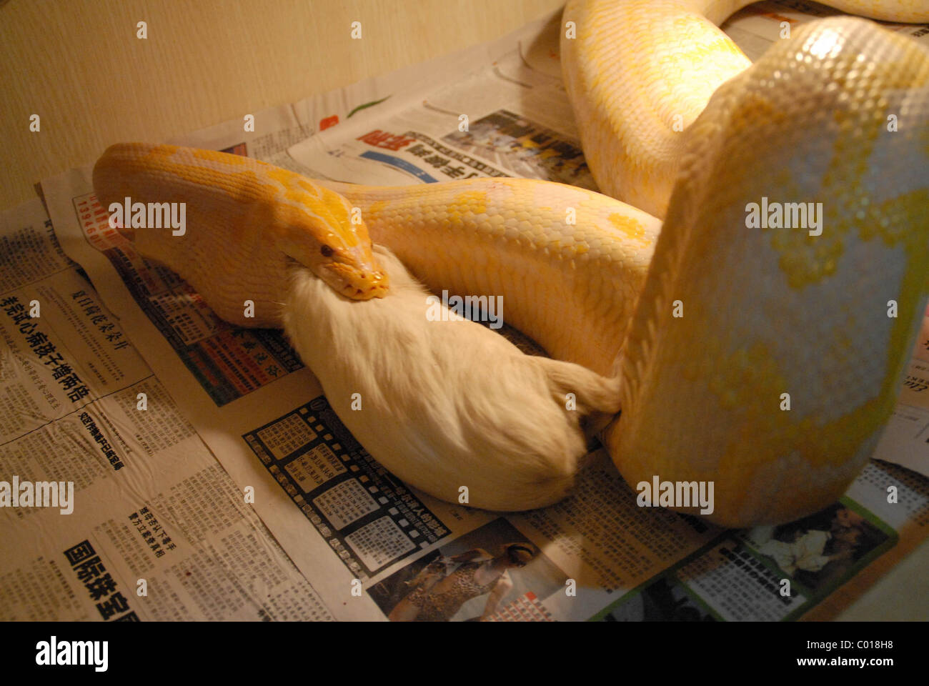 GUINEA FEAST A gigantic golden python feasts on a dinner of five guinea ...
