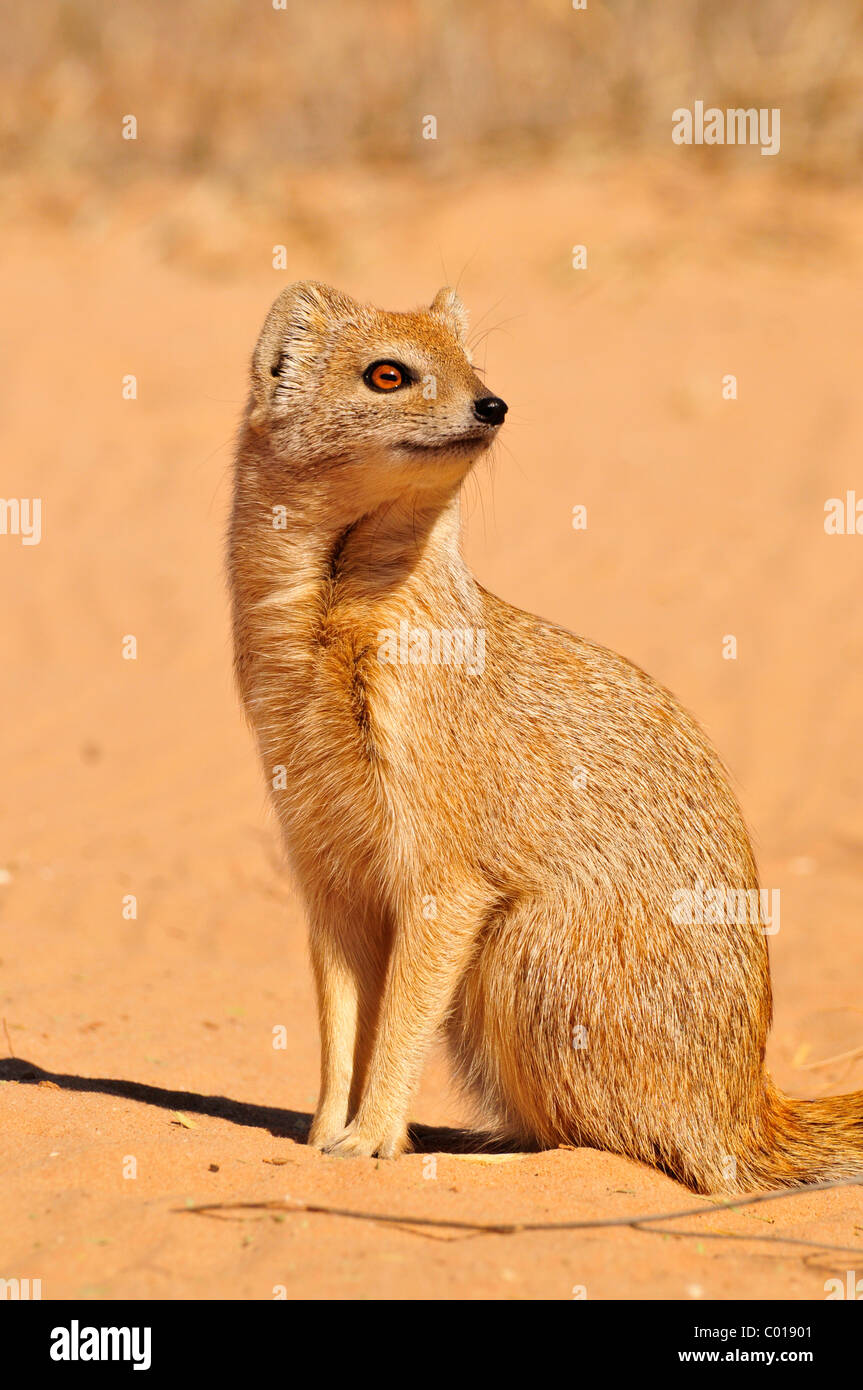 Yellow Mongoose (Cynictis penicillata), Kgalagadi Transfrontier Park ...
