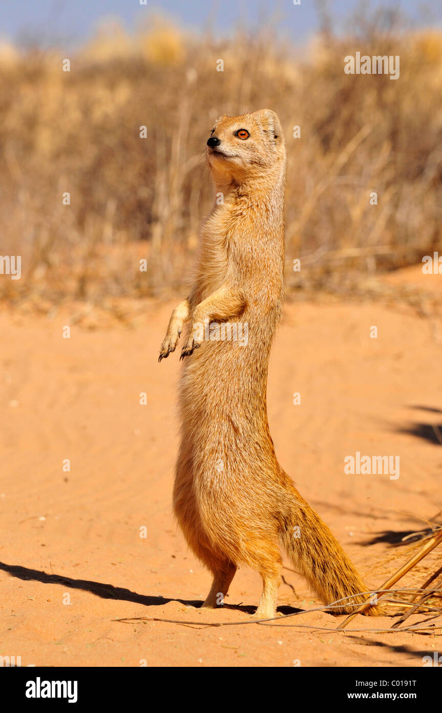 Yellow Mongoose (Cynictis penicillata), Kgalagadi Transfrontier Park ...