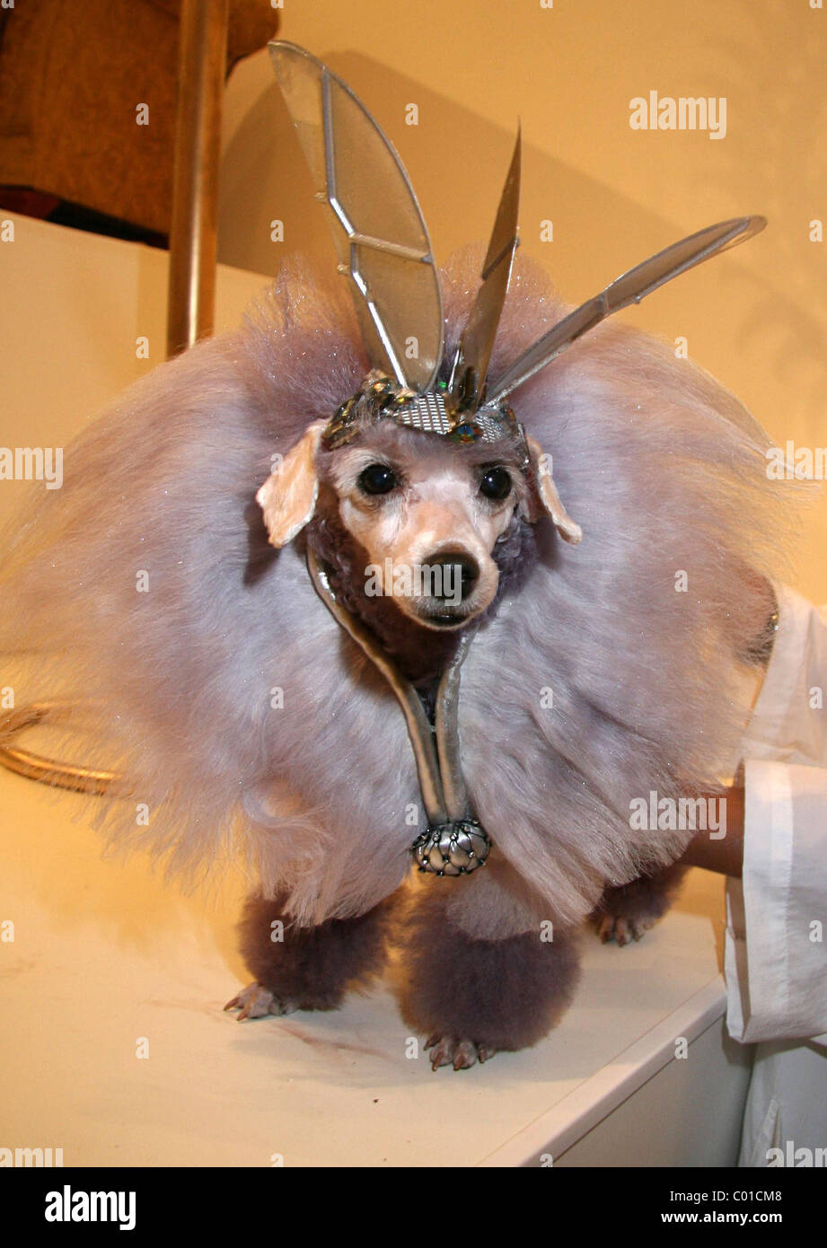 Atmosphere Runway show for Pet Fashion Week New York. Pet Fashion Week ...