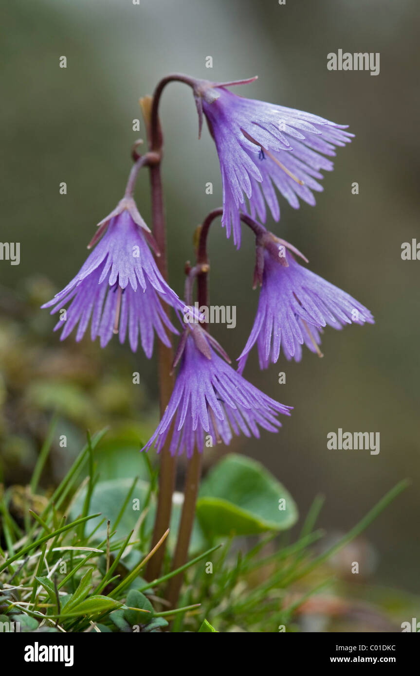 Soldanella alpina hi-res stock photography and images - Alamy