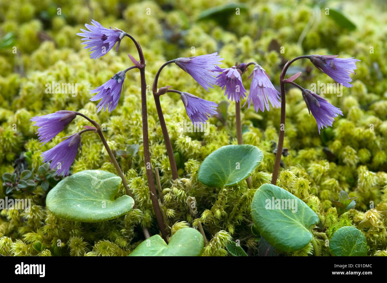 Soldanella alpina hi-res stock photography and images - Alamy