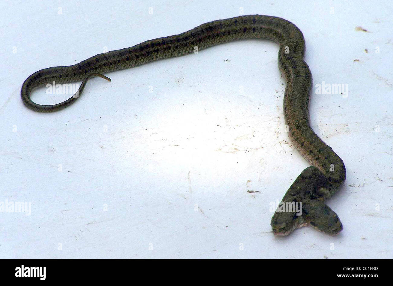 TWO-HEADED SNAKE A two-headed snake has been caught and killed in Jizou ...