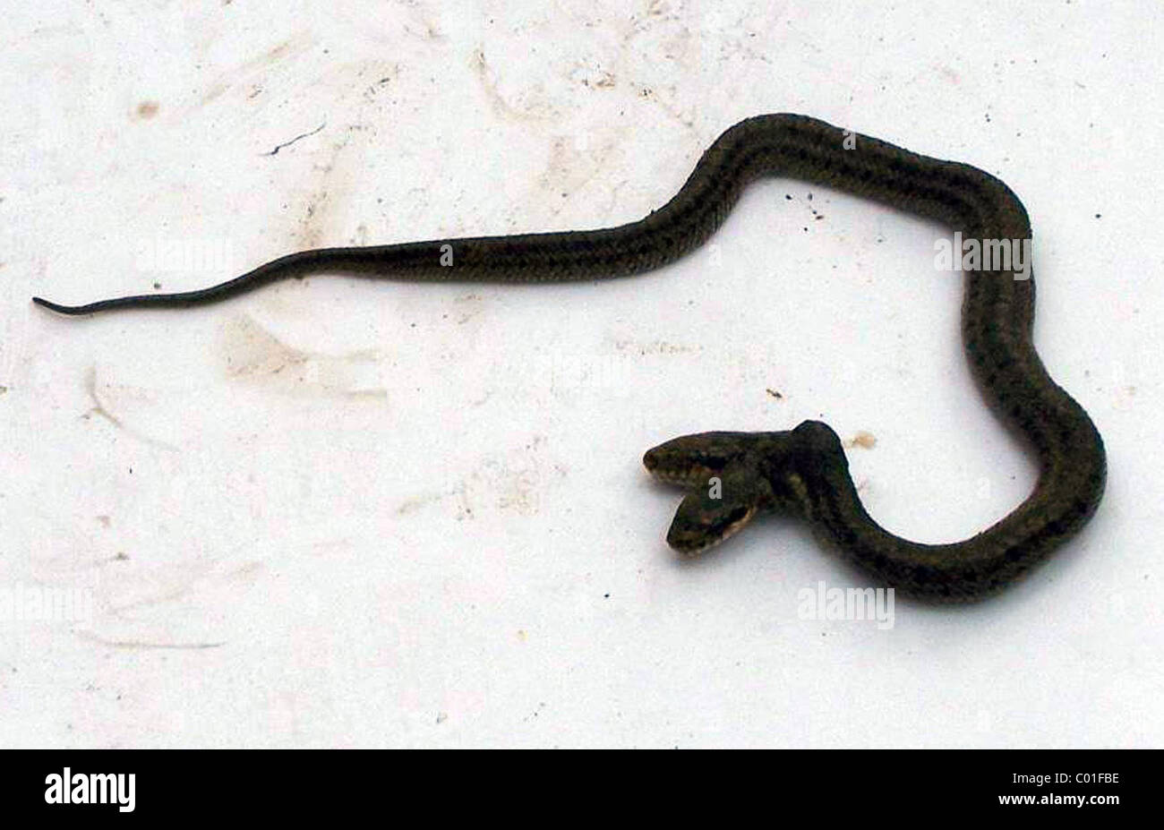 TWO-HEADED SNAKE A two-headed snake has been caught and killed in Jizou ...