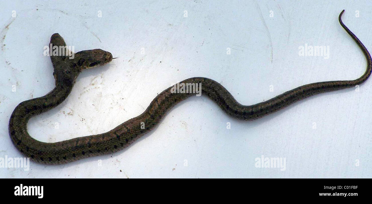 Two headed snake hi-res stock photography and images - Alamy