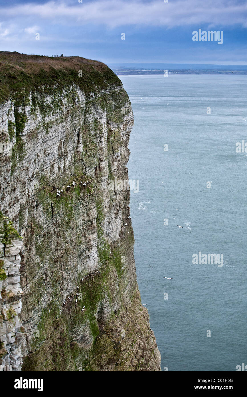 Cliffs at Bempton Stock Photo - Alamy
