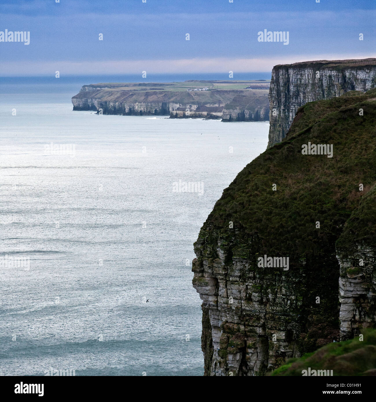 Cliffs at Bempton Stock Photo - Alamy