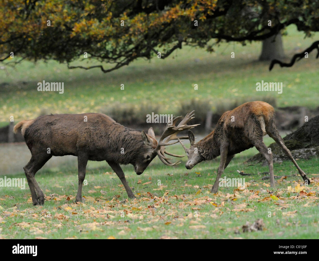 Two male red deer having a play fight Stock Photo - Alamy