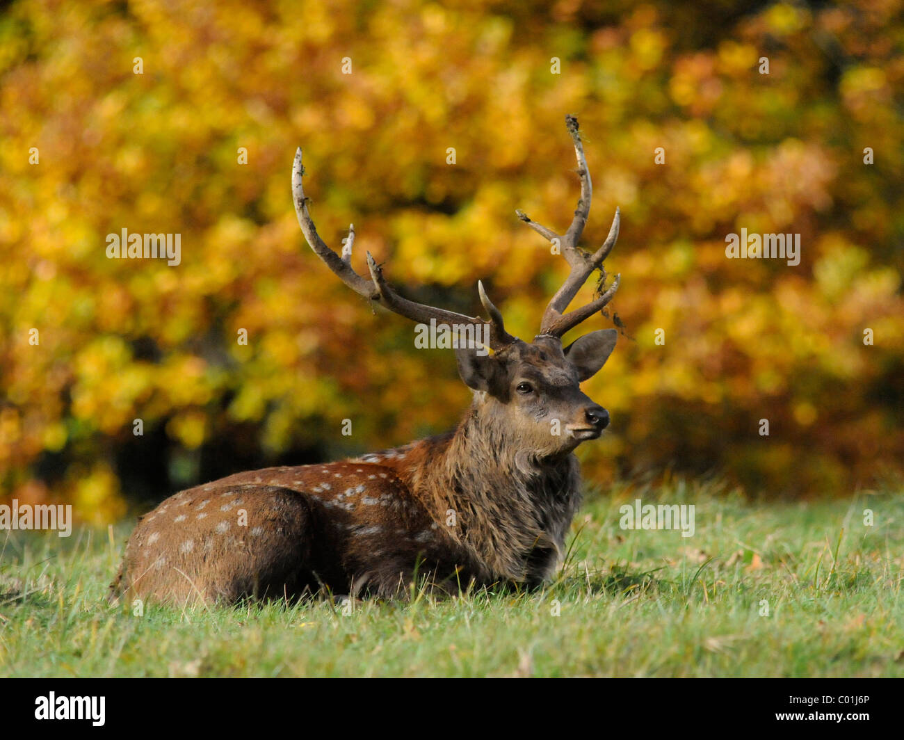 Deer Sitting Down High Resolution Stock Photography and Images - Alamy