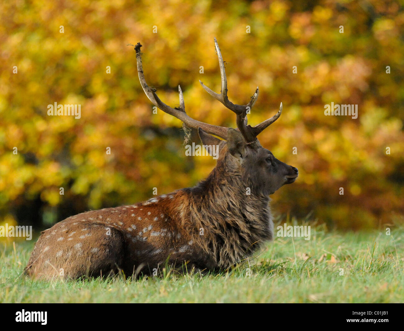 Red deer sitting down hi-res stock photography and images - Alamy