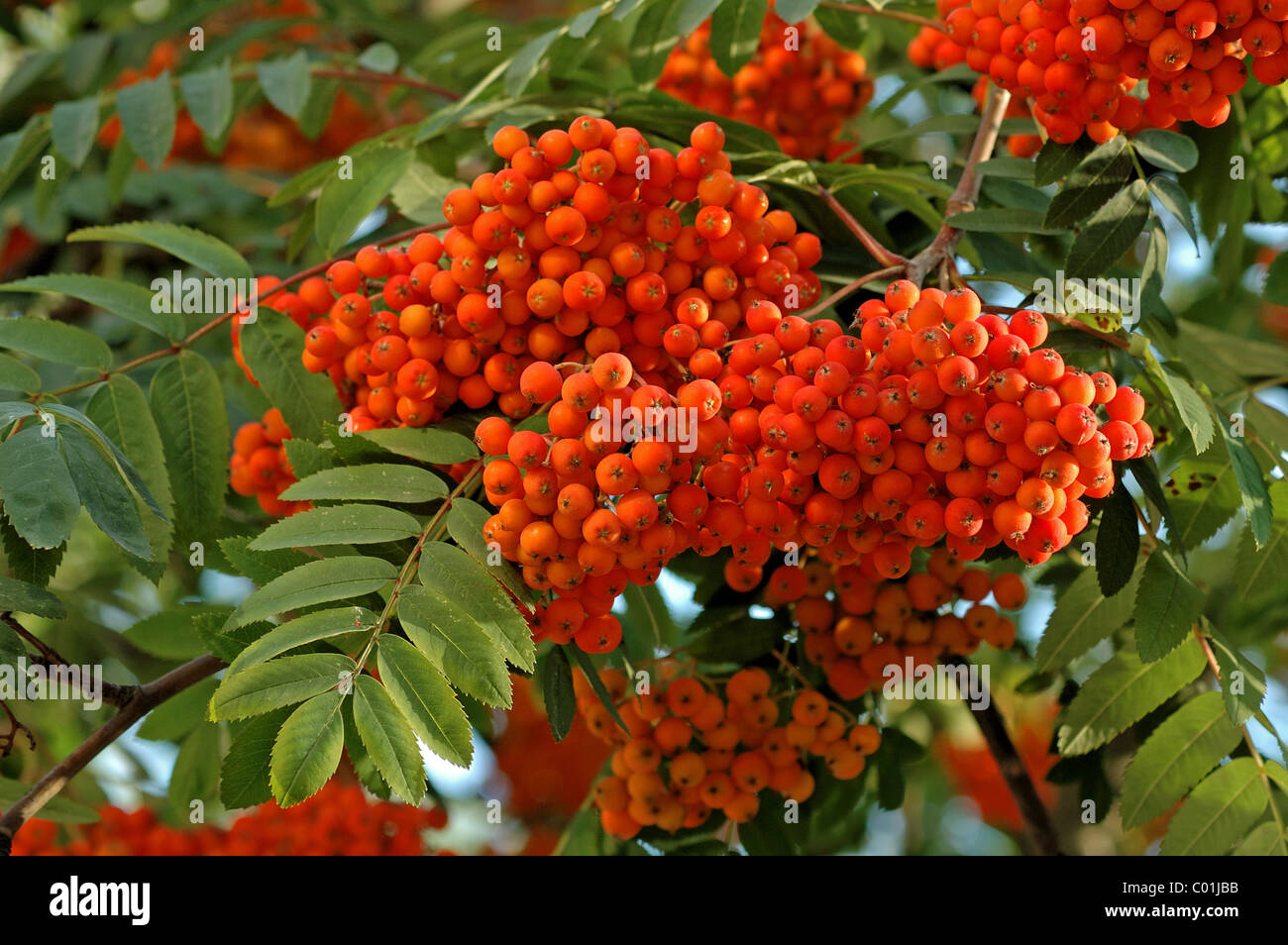 Rowan berries Sorbus berry red Stock Photo - Alamy