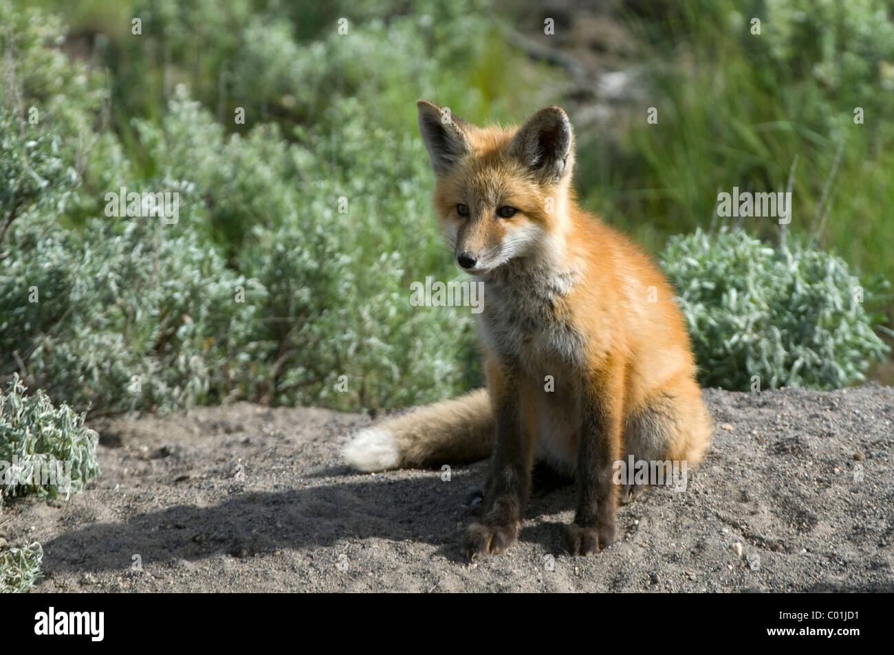 American red fox hi-res stock photography and images - Alamy