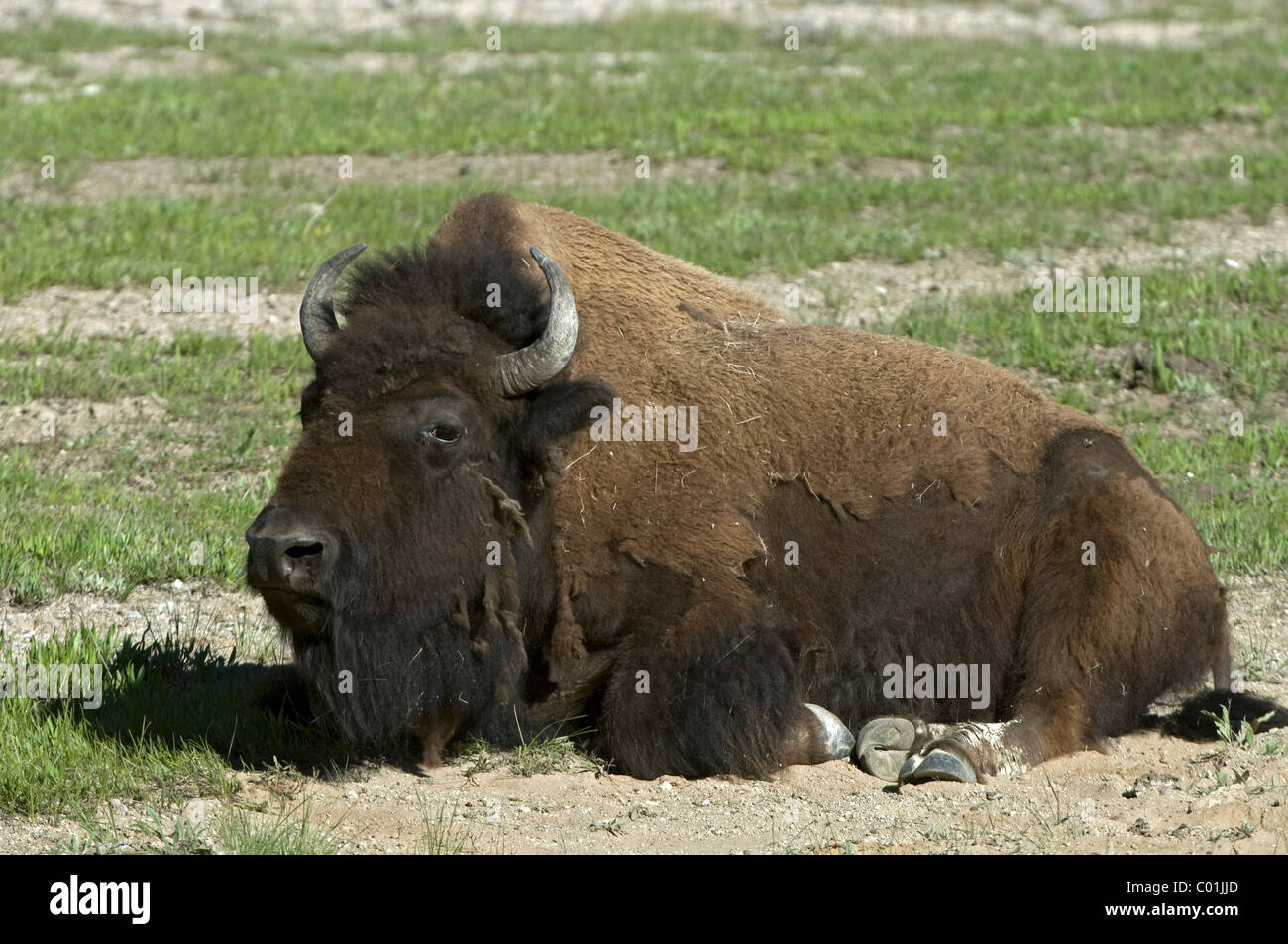 Bison in sand bath hi-res stock photography and images - Alamy