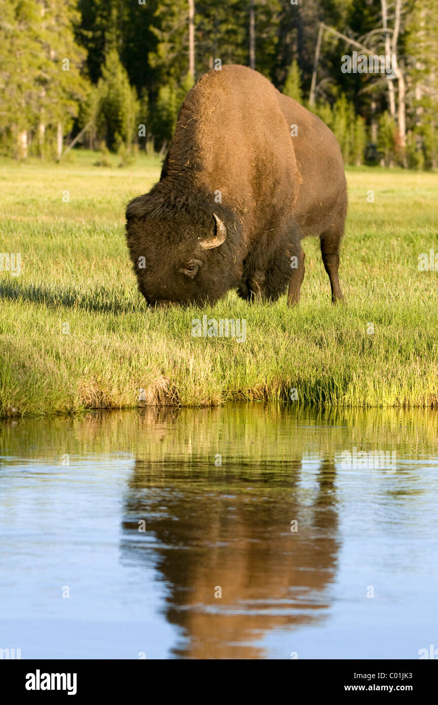 Bison bull hi-res stock photography and images - Alamy