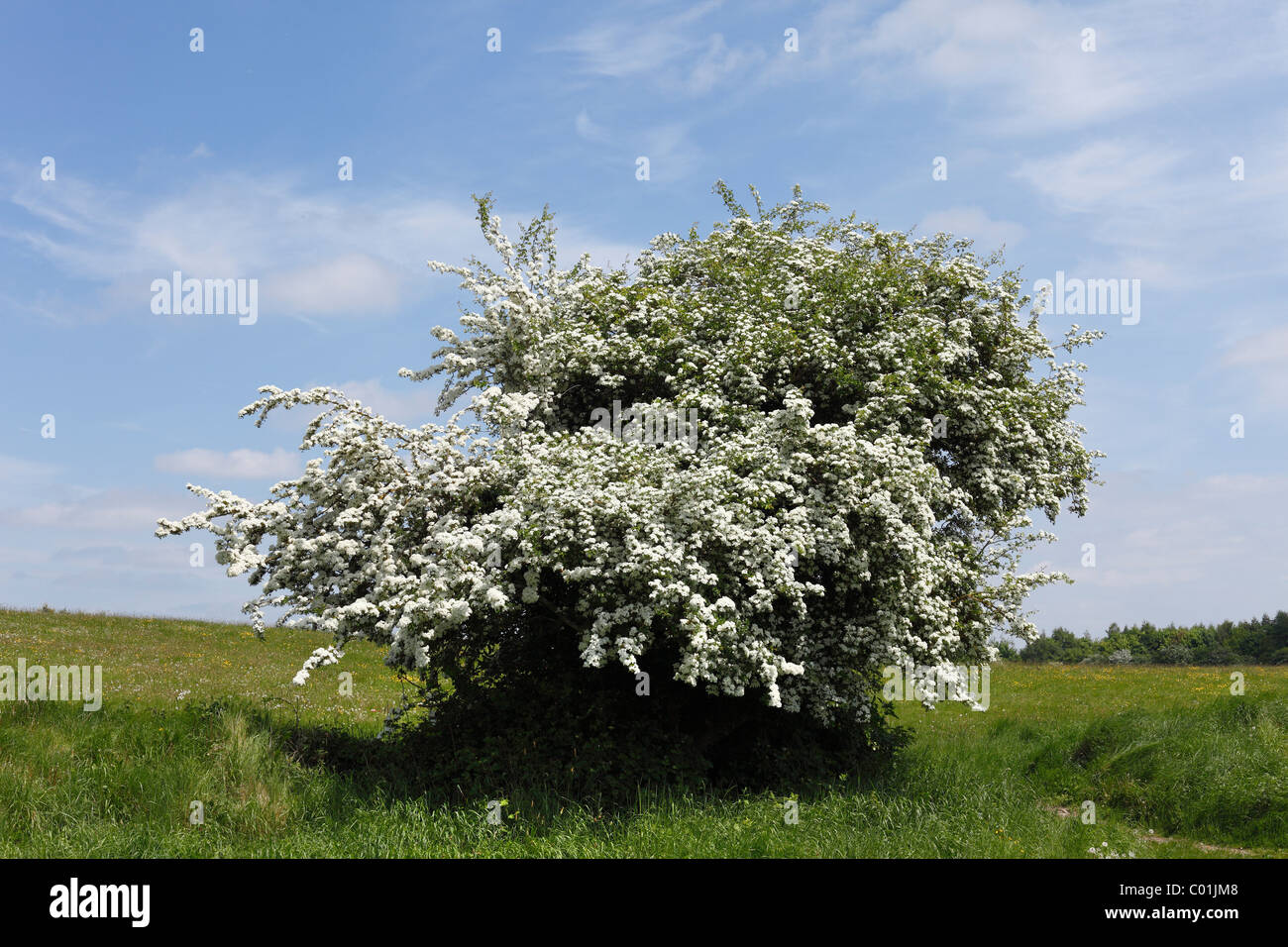 Hawthorn bushes hi-res stock photography and images - Alamy