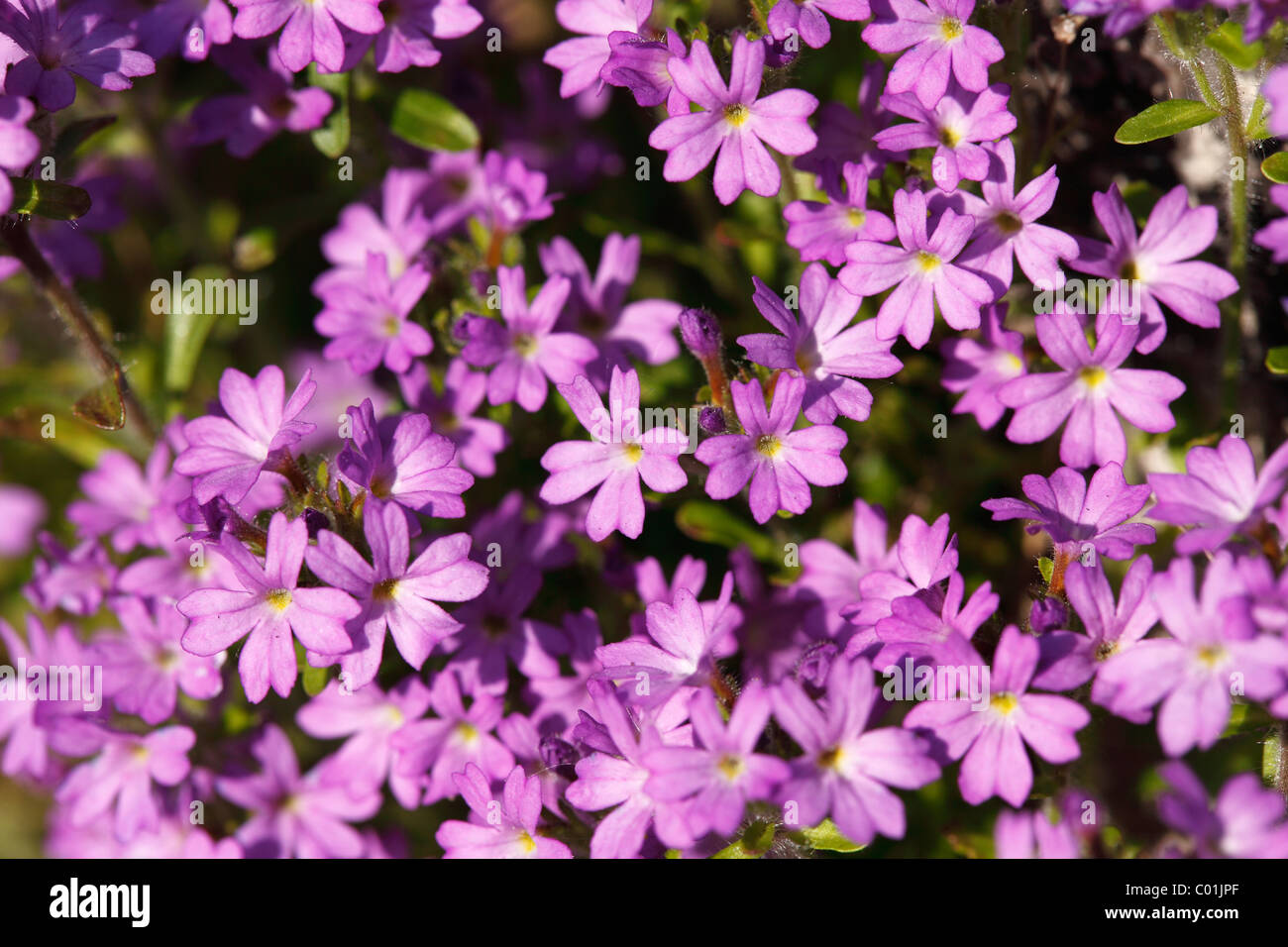 Starflower hi-res stock photography and images - Alamy