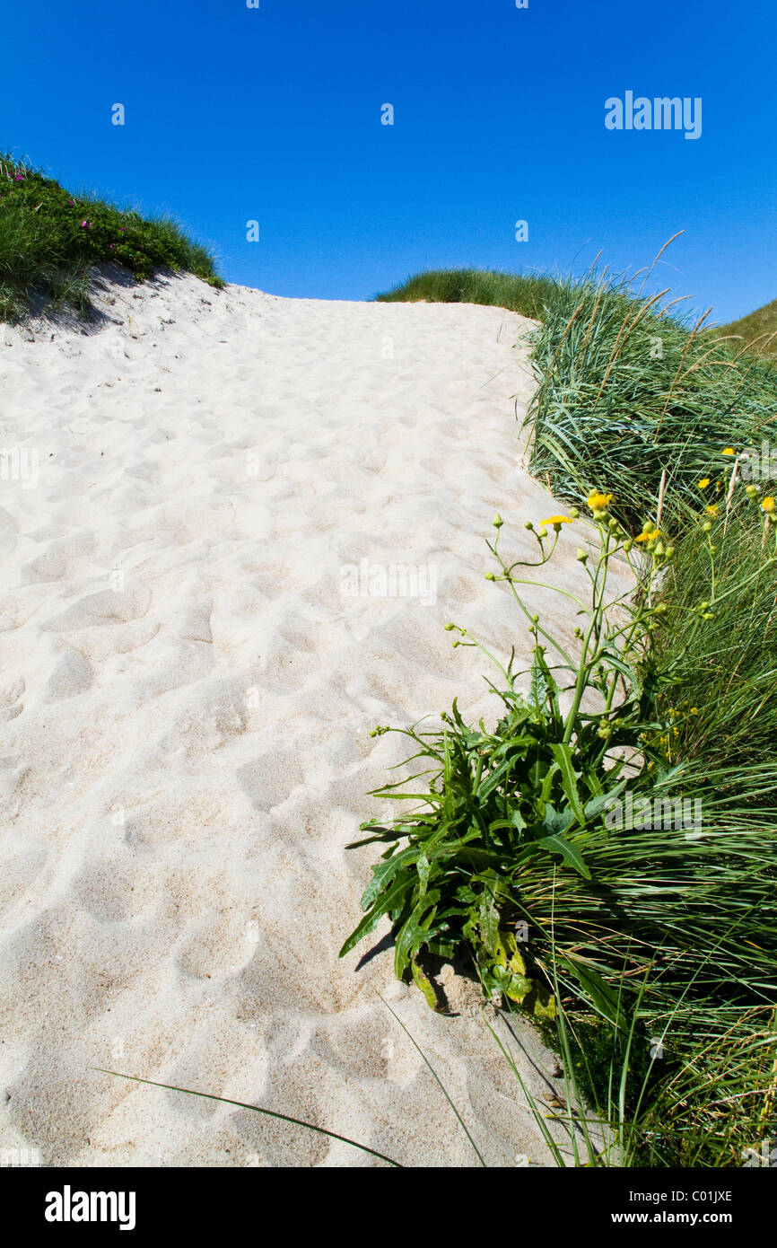 Sand path to the dunes, sandy beach, North Jutland, Denmark ...