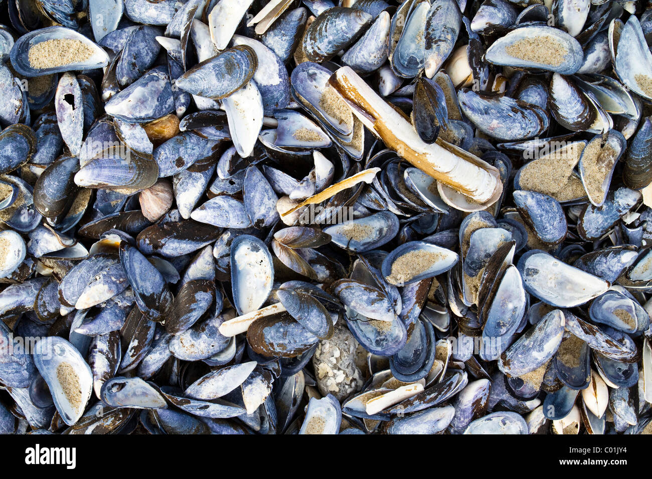 Sea shells, North Sea, North Jutland, Denmark, Scandinavia, Europe ...