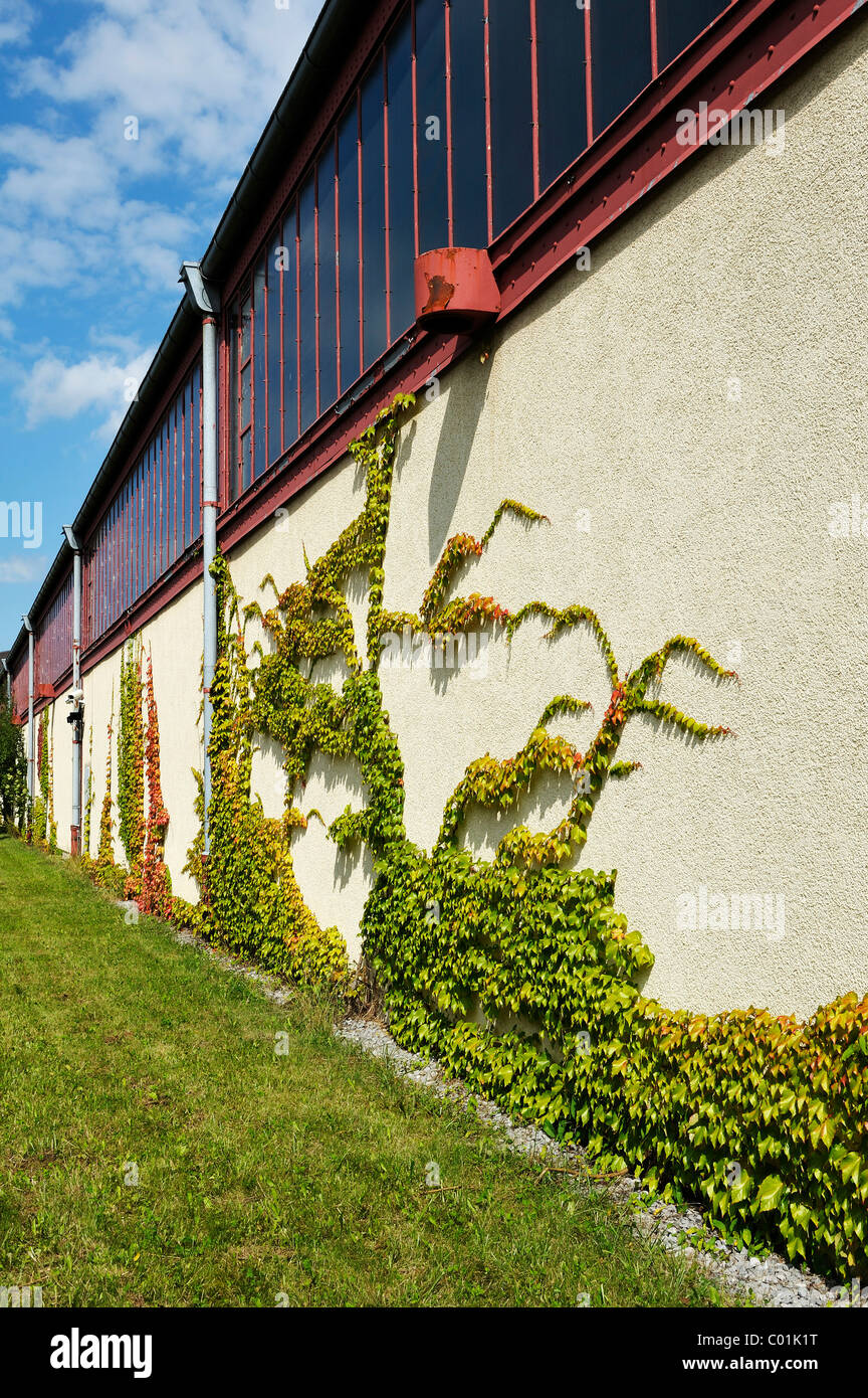 Japanese creeper, Boston ivy, Grape ivy, Japanese ivy (Parthenocissus ...