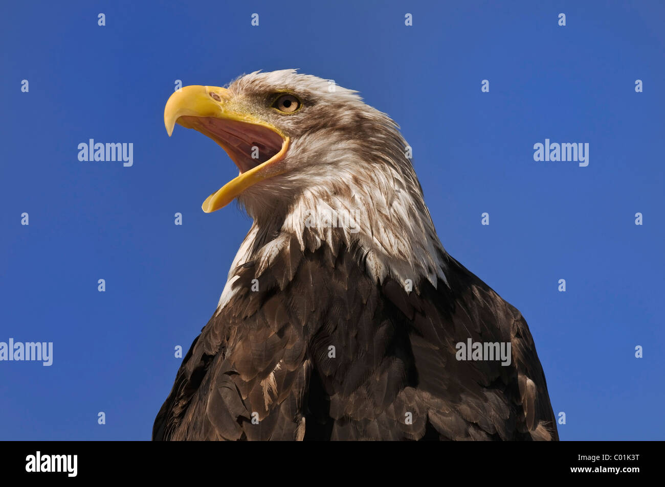 Bald eagle calling (Haliaeetus leucocephalus), portrait Stock Photo - Alamy