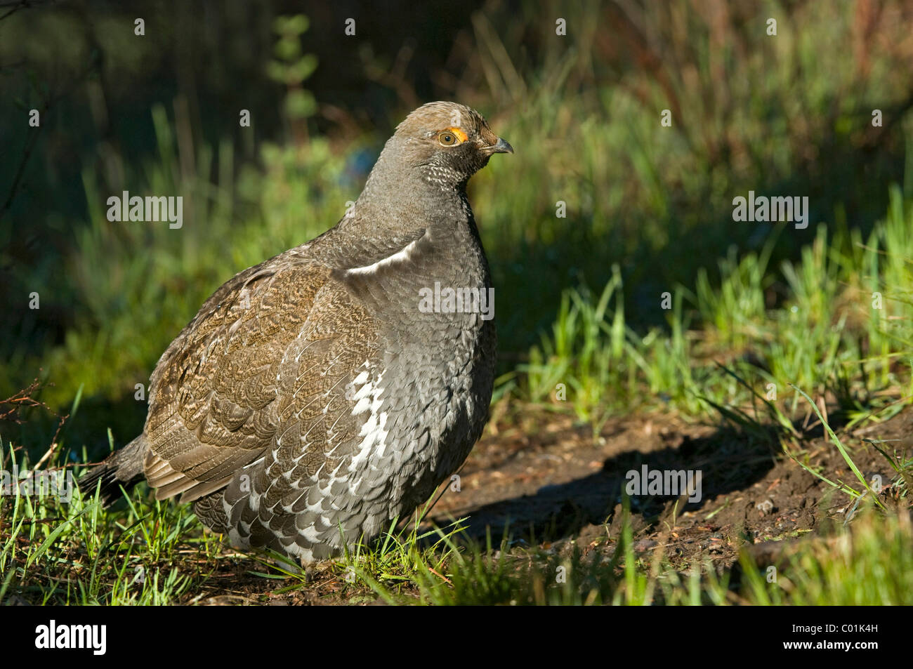 North american blue grouse hi-res stock photography and images - Alamy