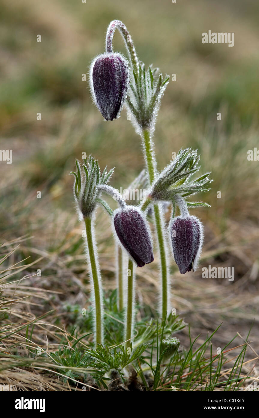 Common Pasque Flower (Pulsatilla vulgaris), Feldthurns, Alto Adige ...