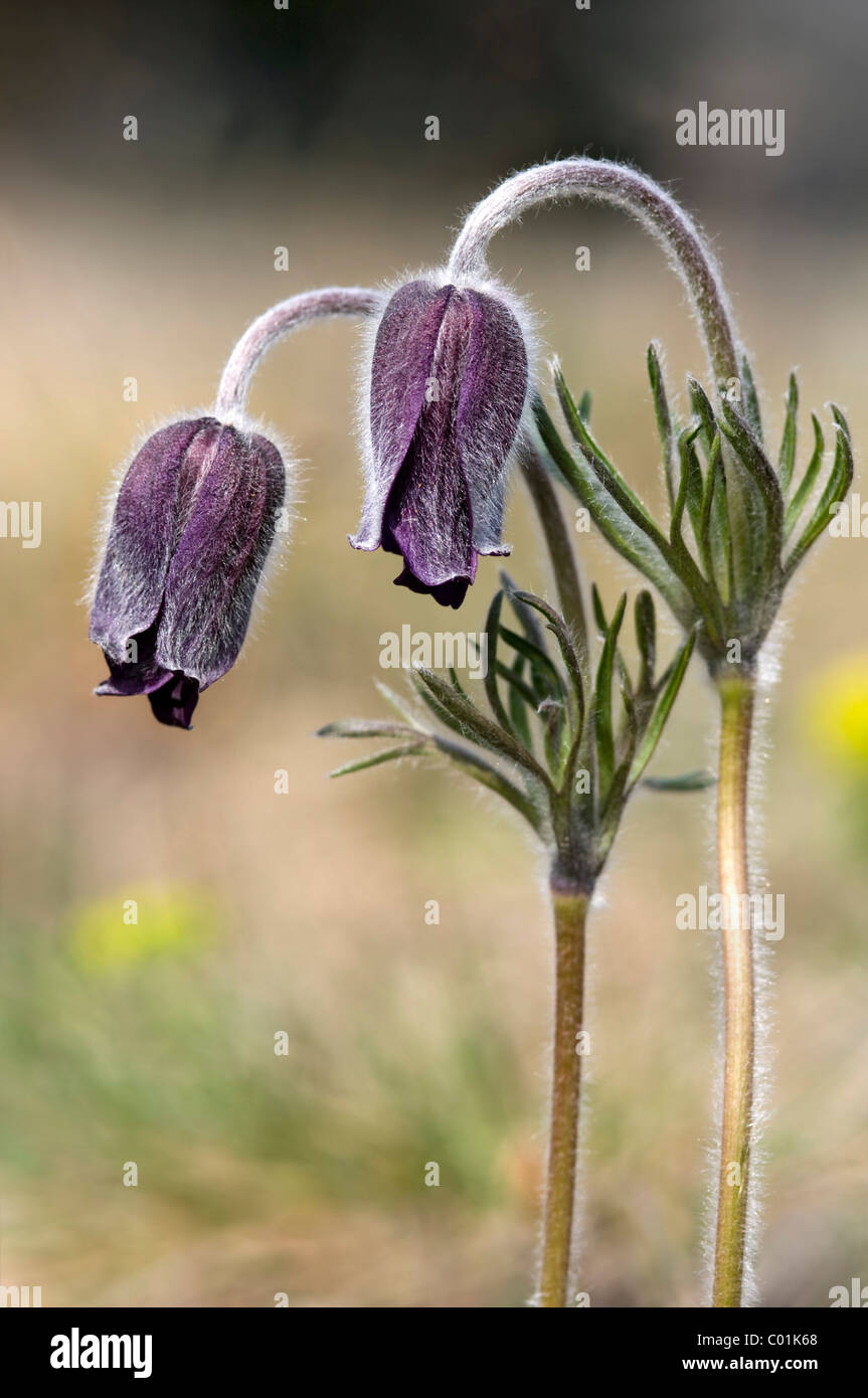 Common Pasque Flower (Pulsatilla vulgaris), Feldthurns, Alto Adige ...
