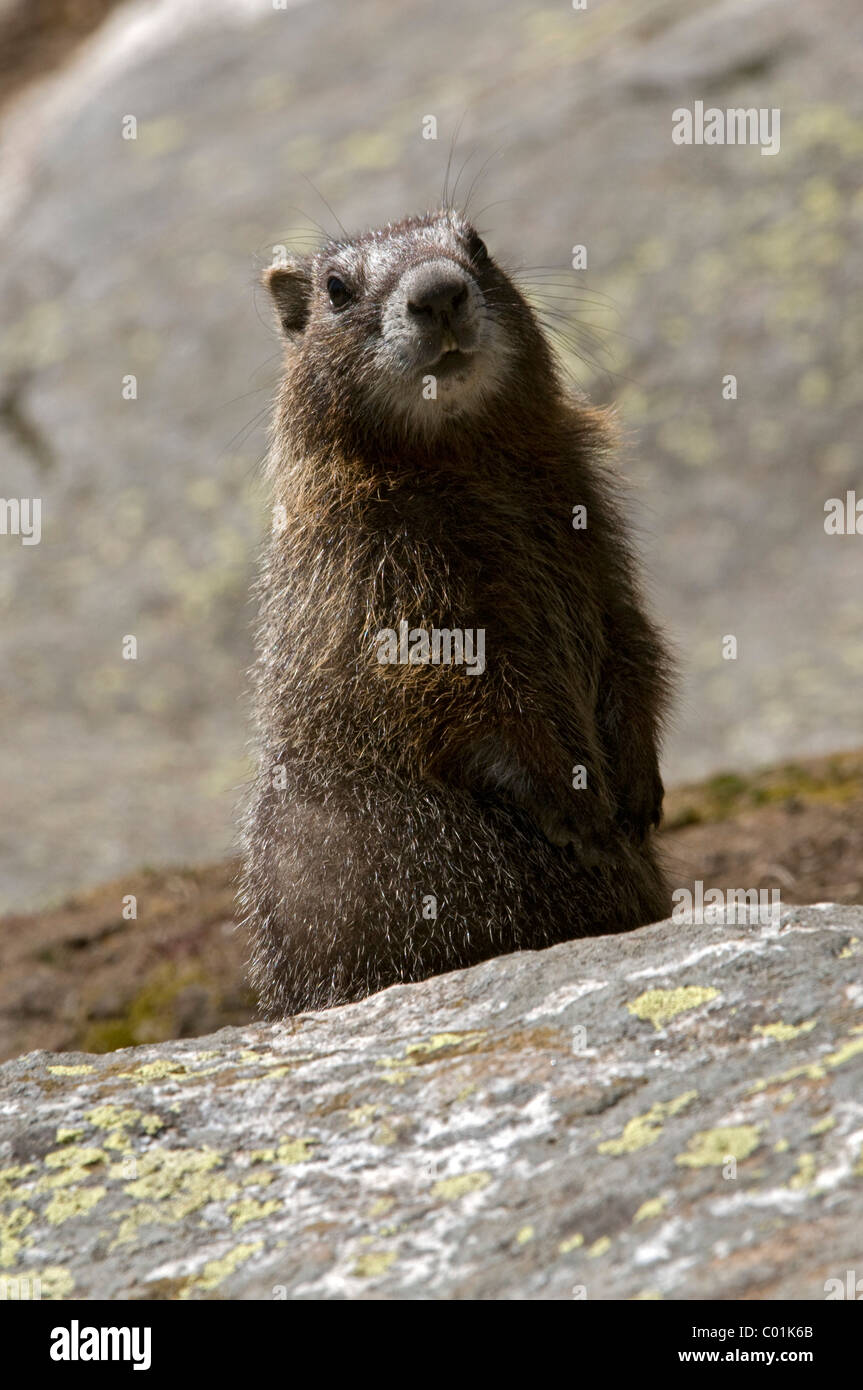 Yellow-belly Marmot (Marmota flaviventris), Yellowstone National Park ...