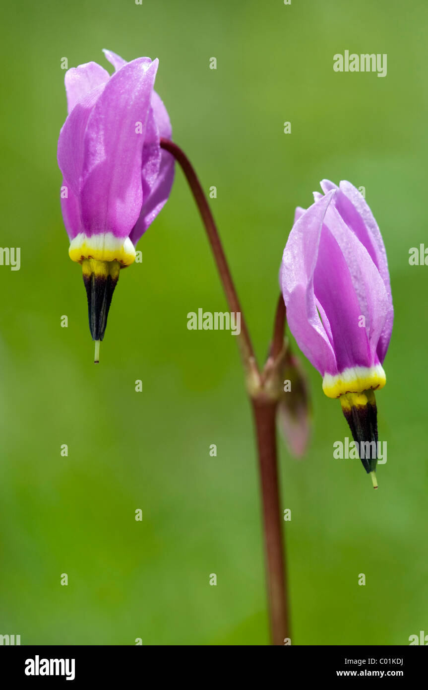 Pretty Shooting Star or Dark Throat Shooting Star (Docecatheon ...