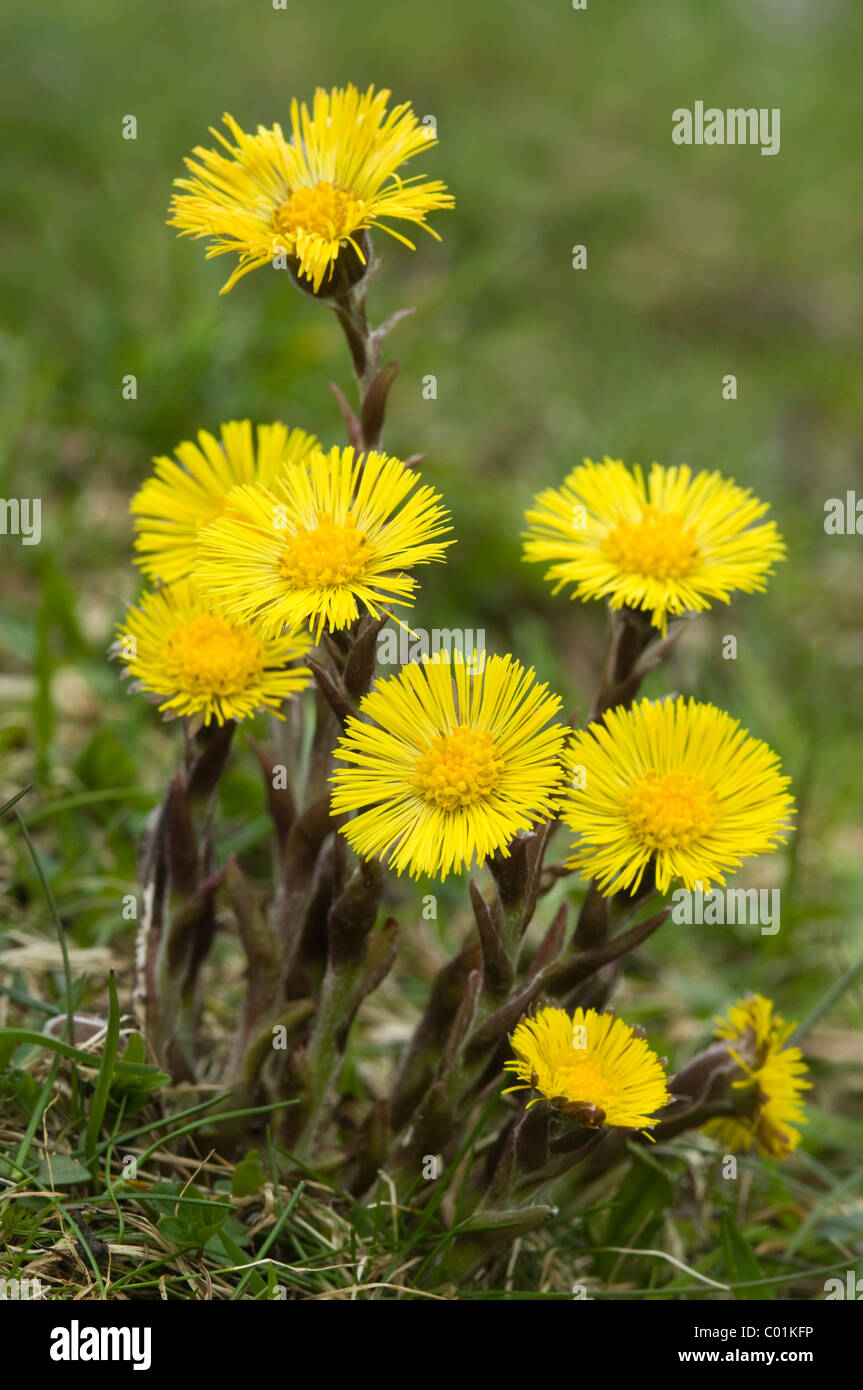 Coltsfoot (Tussilago farfara), Ladiz-Alm, Karwendel Mountains, Tyrol ...