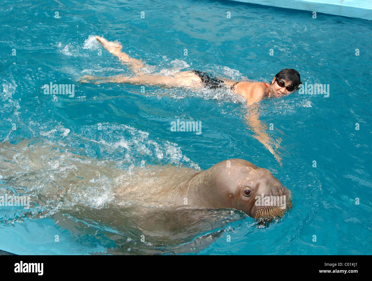 SEALED WITH A KISS Forget the thrill of swimming with dolphins - it ...