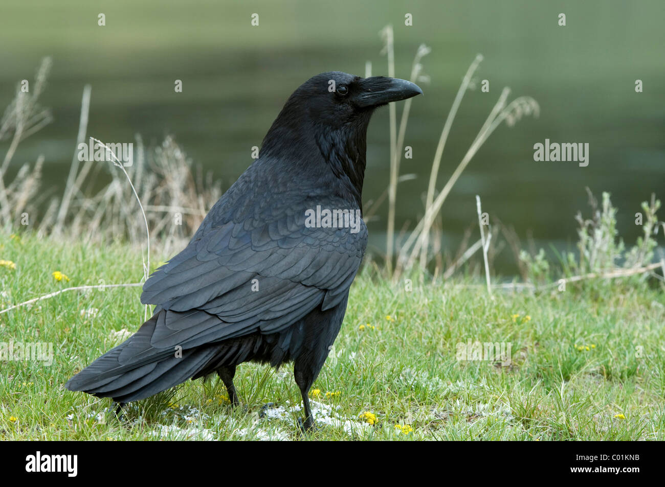 North america common raven hi-res stock photography and images - Alamy