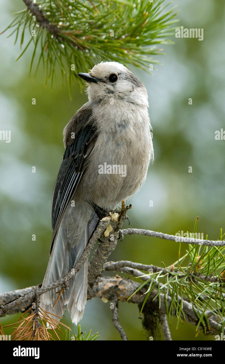 Gray Jay (Perisoreus canadensis), Yellowstone National Park, Wyoming ...